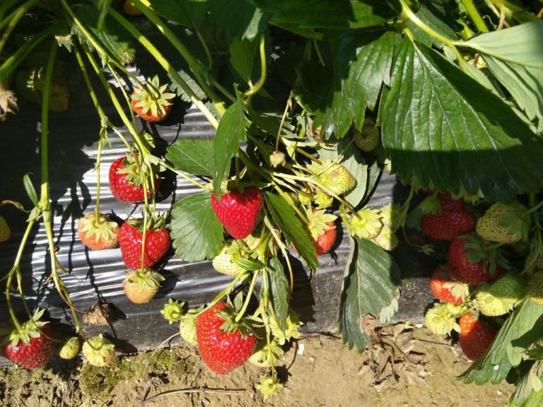 Daroyal – E-capsuni