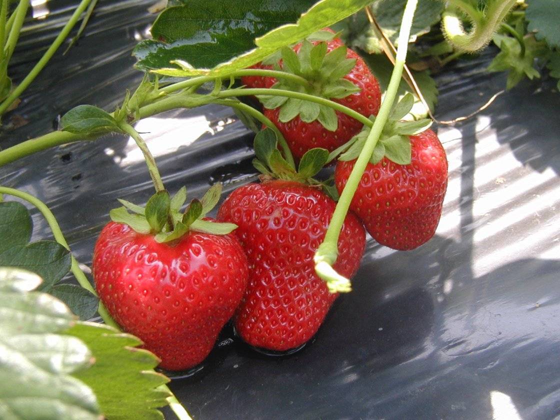 Albion – E-capsuni